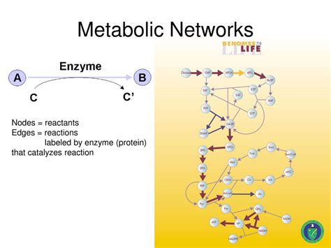 Csci2950 C Genomes Networks And Cancer Ppt Download