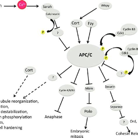 Model For Regulation Of And Roles Of The Anaphase Promoting Complex In Download Scientific