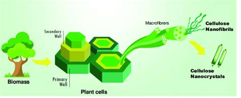 1 Schematic Representation Of The Extraction Of Nanocellulose In The
