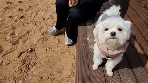 바다 갈매기 처음봐서 무서운 강아지 Youtube