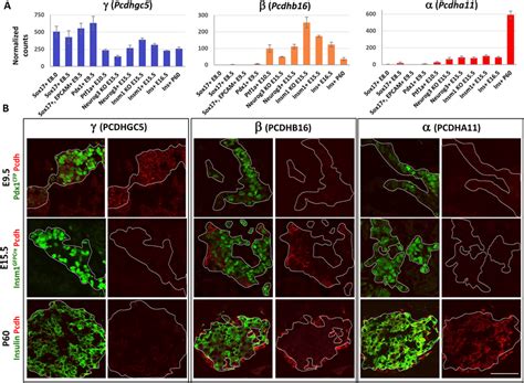 Differential Expression Of Clustered Protocadherins During β Cell