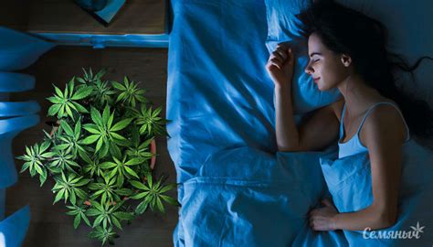 Выращивание конопли в ночной период Семяныч