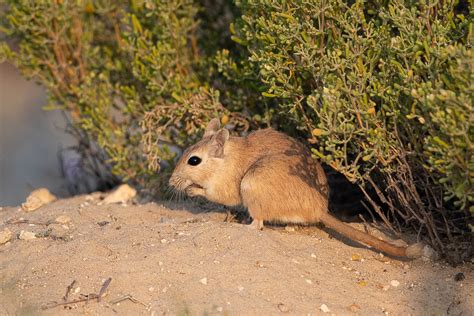 Birds Of Saudi Arabia Libyan Jird Colony Khafra Marsh