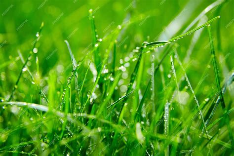 Premium Photo Green Grass With Water Droplets On The Leaves Lawn