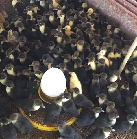 អ្នកផ្គត់ផ្គង កូនមាន់ស្រែ នឹង កូនទាកាប៉ា