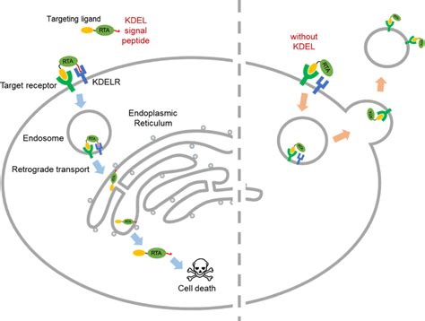 A Proposed Model For Intracellular Rta Delivery With Or Without Kdel