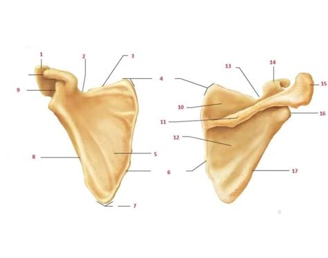 Landmarks Scapula Quiz