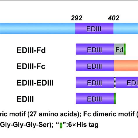 Design Of Recombinant Jev Ediii Fragments Schematic Diagrams Of Jev Download Scientific
