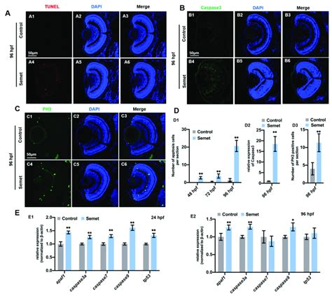 Cell Apoptosis And Proliferation In Selenium Treated Embryos A Cell Download Scientific
