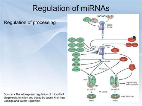 MiRNA Biogenesis Function And Regulation PPTX Cancer Diseases And Conditions