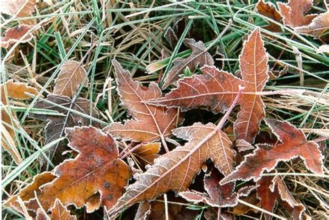 Selected Deciduous Shade Trees For Mch Flashcards Quizlet