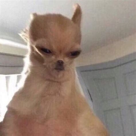 Ugly Dog Memes
