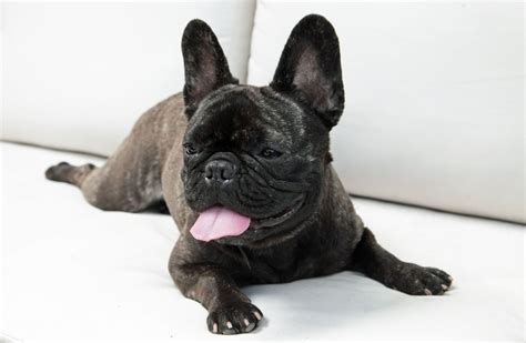 Фото французского бульдога 159 фотографий