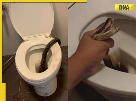 Terrifying Giant Python Attacks Mans Private Parts In Thailand Details Here