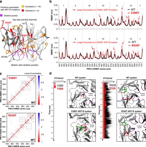 Results Of Molecular Dynamics Simulations For Wt And Art R Mutant Pfk13