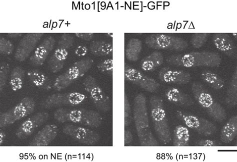 Figures And Data In Exportin Crm1 Is Repurposed As A Docking Protein To Generate Microtubule