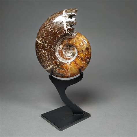 Ammonite Fossilised Shell Phylloceras Sp 112 Cm 91 Cm Catawiki