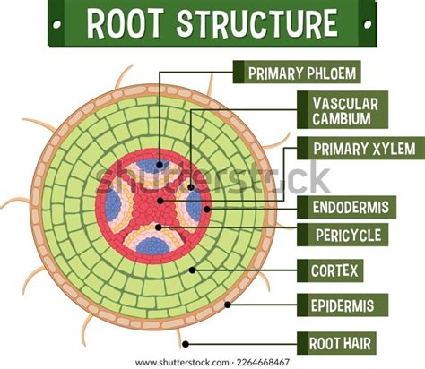 Internal Structure Root Diagram Illustration Stock Vector Royalty Free