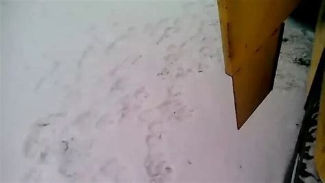 Запуск дизеля (Быстрый старт) - Смотреть онлайн в поиске Яндекса по Видео