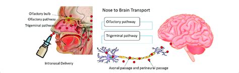 Intranasal Administration Of Drugs To Reach Brain Along The Olfactory Download Scientific