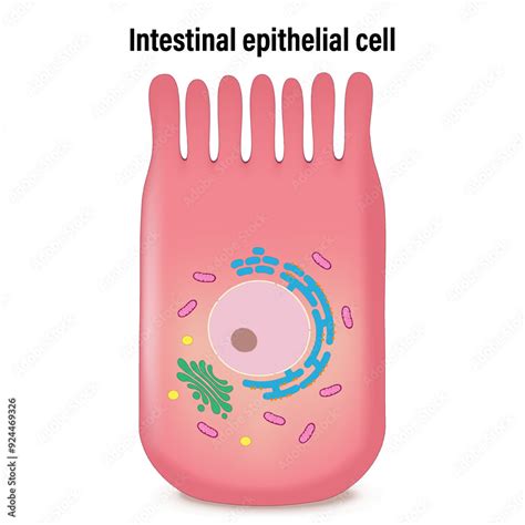 Intestinal Epithelial Cell Infographics Enterocyte Columnar Epithelium Medical Education