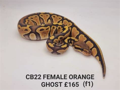 Royal Pythons Lincoln Reptiles