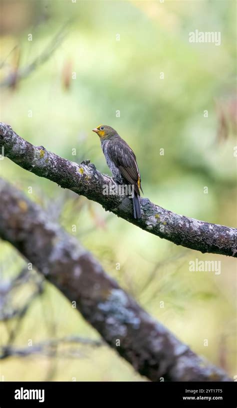 A Yellow Rumped Honeyguide Perched On Top Of A Tree Branch On The Outskirts Of Rudraprayag