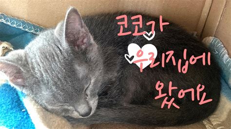 아기고양이 코코 첫날 Youtube
