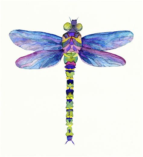 Dragonfly Illustration
