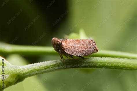 Macro Of The Brown Planthopper On Green Leaf In The Garden Nilaparvata Lugens Stal On Blurred