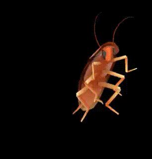 Roach Dance  Roach Dance Cockroach Ищите  файлы и