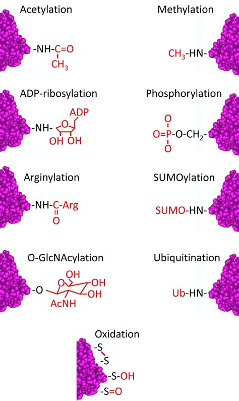 Actin Post Translational Modifications