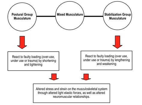 Tonic And Phasic Musculature