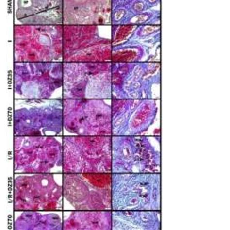 histopatological findings c cortex m medulla cl corpus luteum