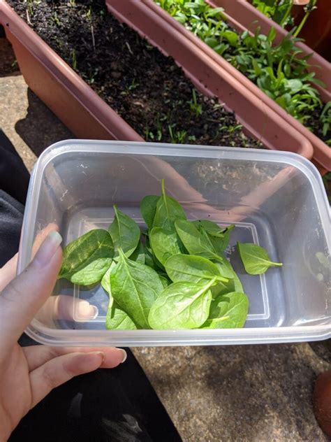 Simple Tricks That Will Help You Grow Delicious Spinach In Containers