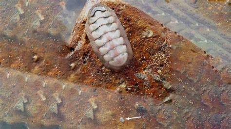 Researcher Discovers A Rare Fossil Clam Thought To Be Dead Some 40 000 Years Ago