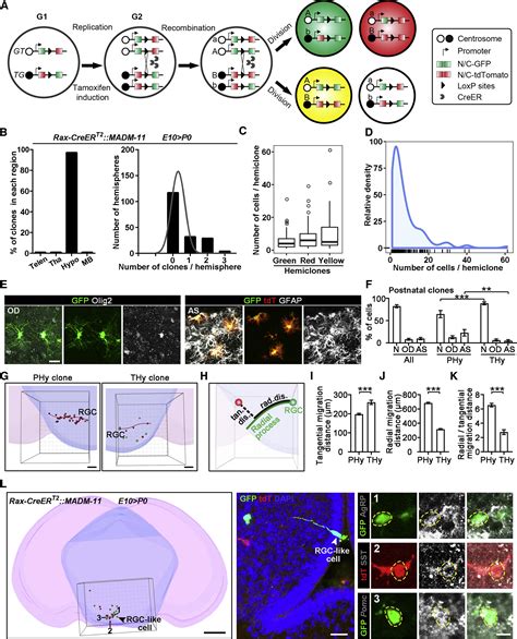Cascade Diversification Directs Generation Of Neuronal Diversity In The