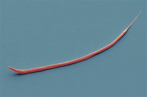 C Elegans Worm Photograph By Steve Gschmeissner Fine Art America