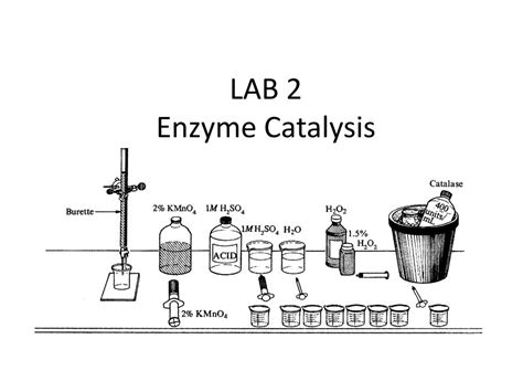 Ppt Lab 2 Enzyme Catalysis Powerpoint Presentation Free Download