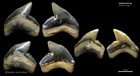 Galeocerdo Sp 01 Member Collections The Fossil Forum