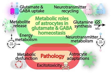 Milestone Review Metabolic Dynamics Of Glutamate And Gaba Mediated
