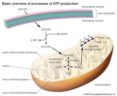 cellular respiration | Process & Products | Britannica.com