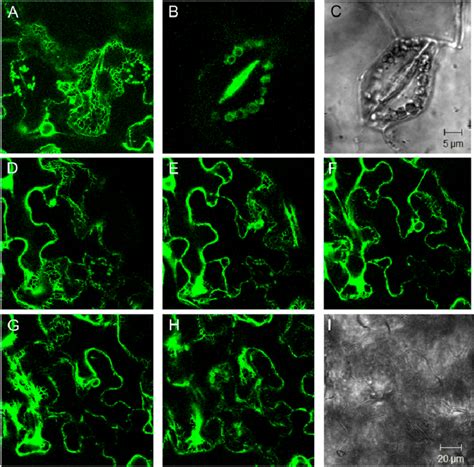 Subcellular And Cellular Localizations Confocal Microscopic Images Download Scientific Diagram