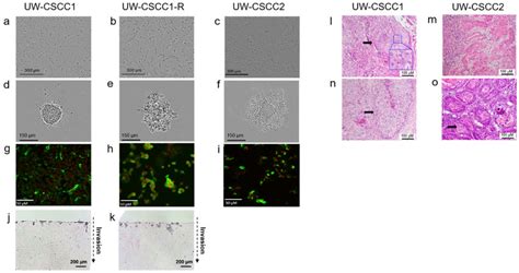 Tumor And Cell Line Characterization By Microscopy Photomicrographs Download Scientific