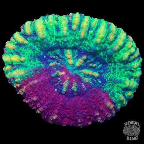 Grafted Button Scoly Koral King