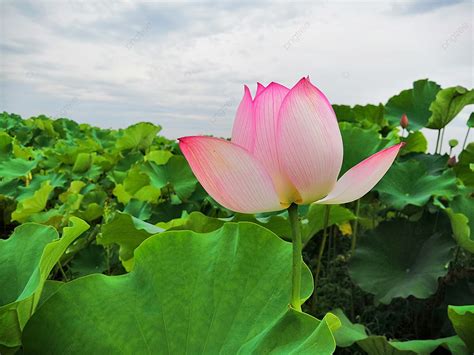 아름 다운 연꽃 사진 1 배경 로터스 자연 경관 풍경 배경 일러스트 및 사진 무료 다운로드 Pngtree