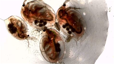 Exploratorium Daphnia Instance Segmentation Dataset By Exploratorium Biobus