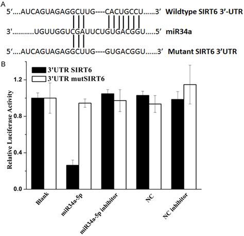 Apoptotic Analysis Of A549 Cells Transfected With Different Vectors