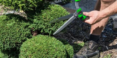 Tree Pruning Vs Trimming Key Differences Explained