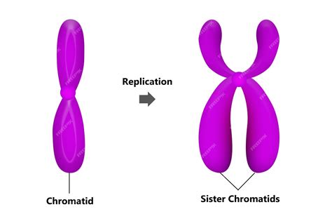Premium Photo Chromosomal Replication During The Interphase